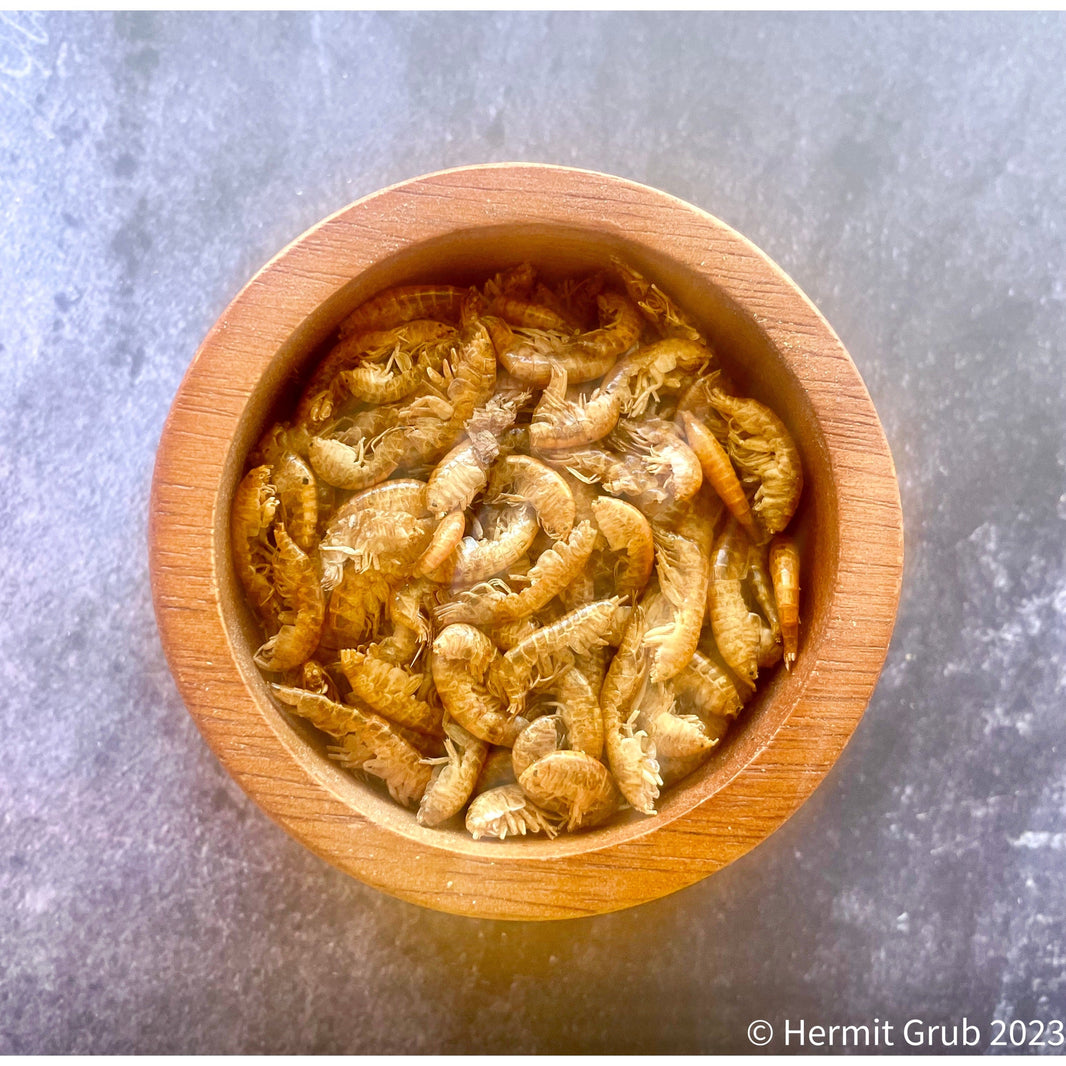 Animal Proteins – Hermit Grub